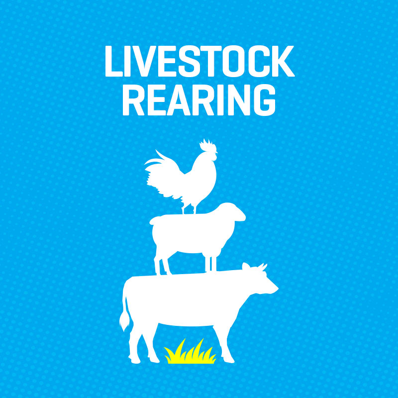 Sustainable Livelihoods - Islamic Relief South Africa
